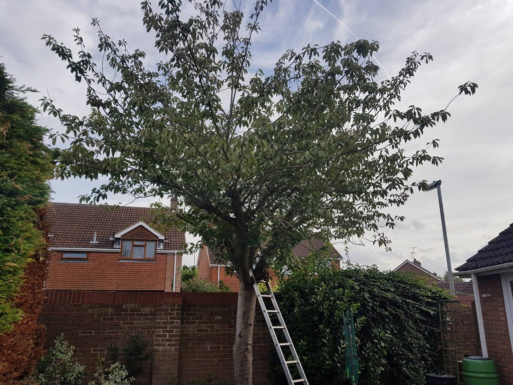 Crown Raising – Treedom